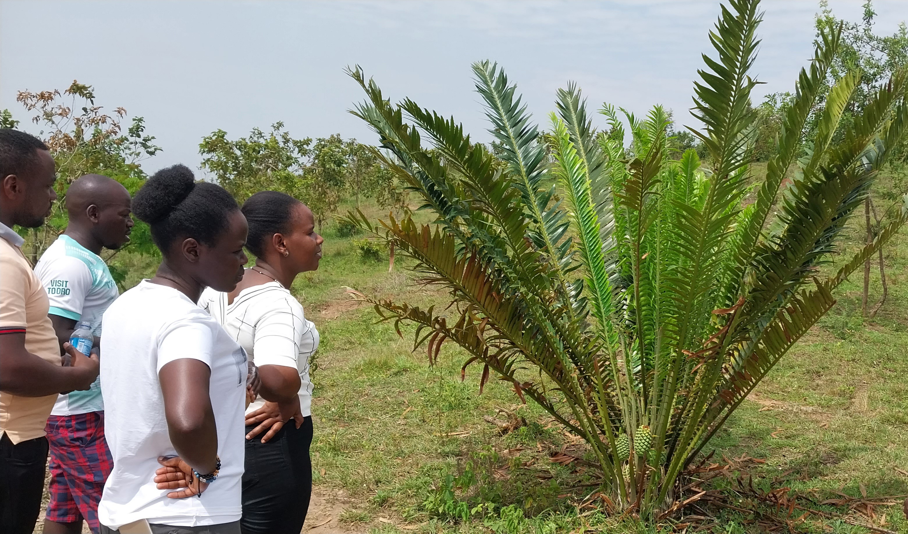 Captivating Adventures to the Africa’s Cycad Villages of Kitagwenda ...