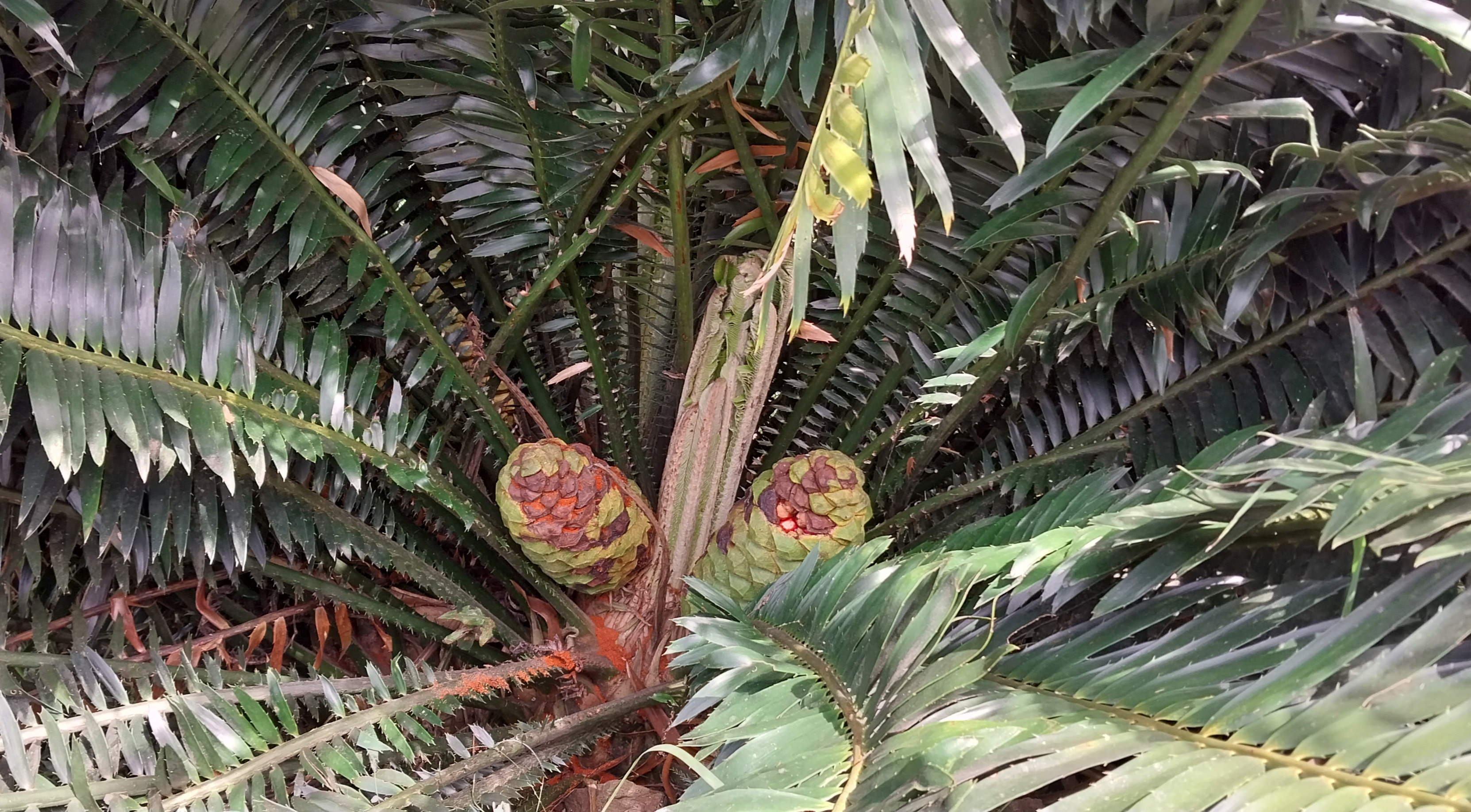 Captivating Adventures to the Africa’s Cycad Villages of Kitagwenda ...
